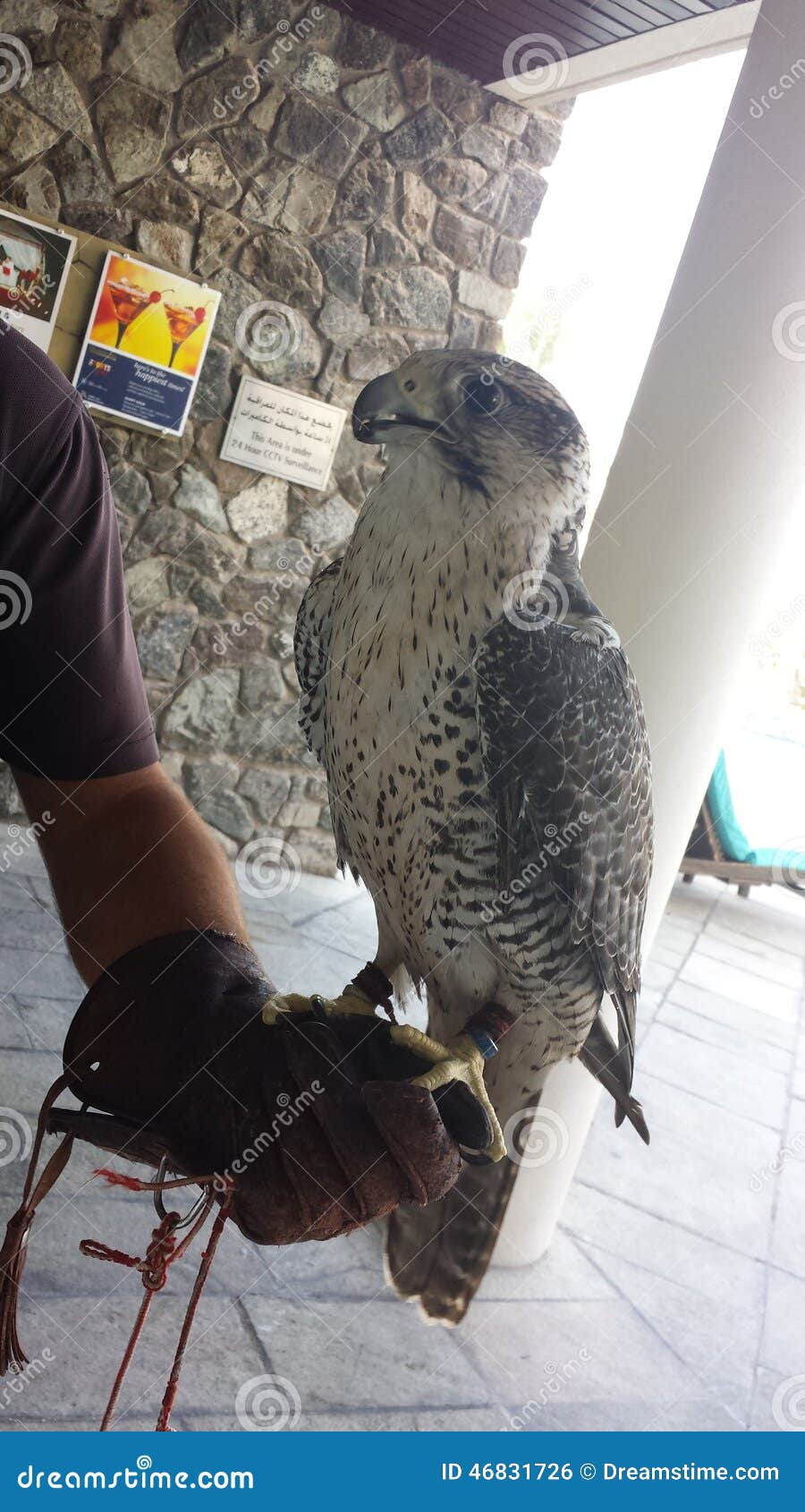 Birds editorial photo. Image of falcon, birds, beautiful - 46831726
