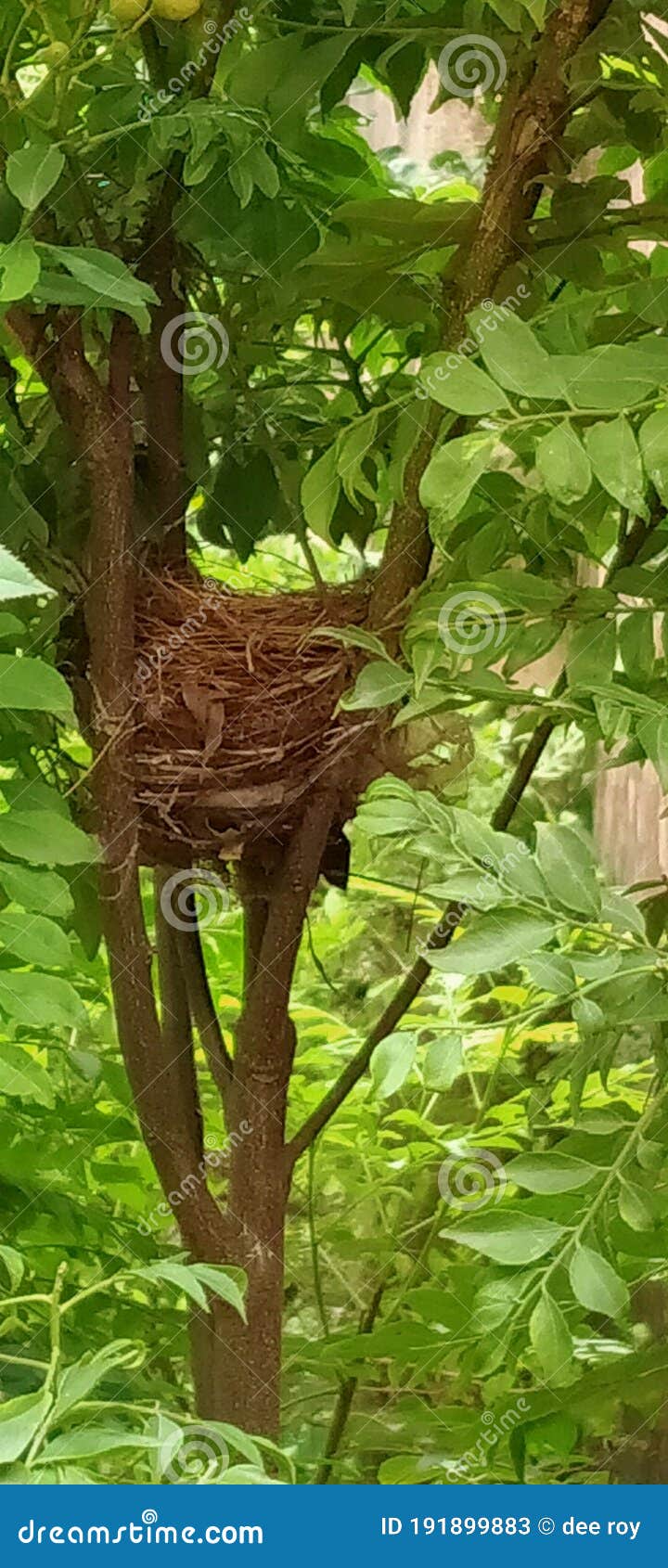 Birds Beautiful Nest in Branches of Tree Stock Image - Image of tree ...