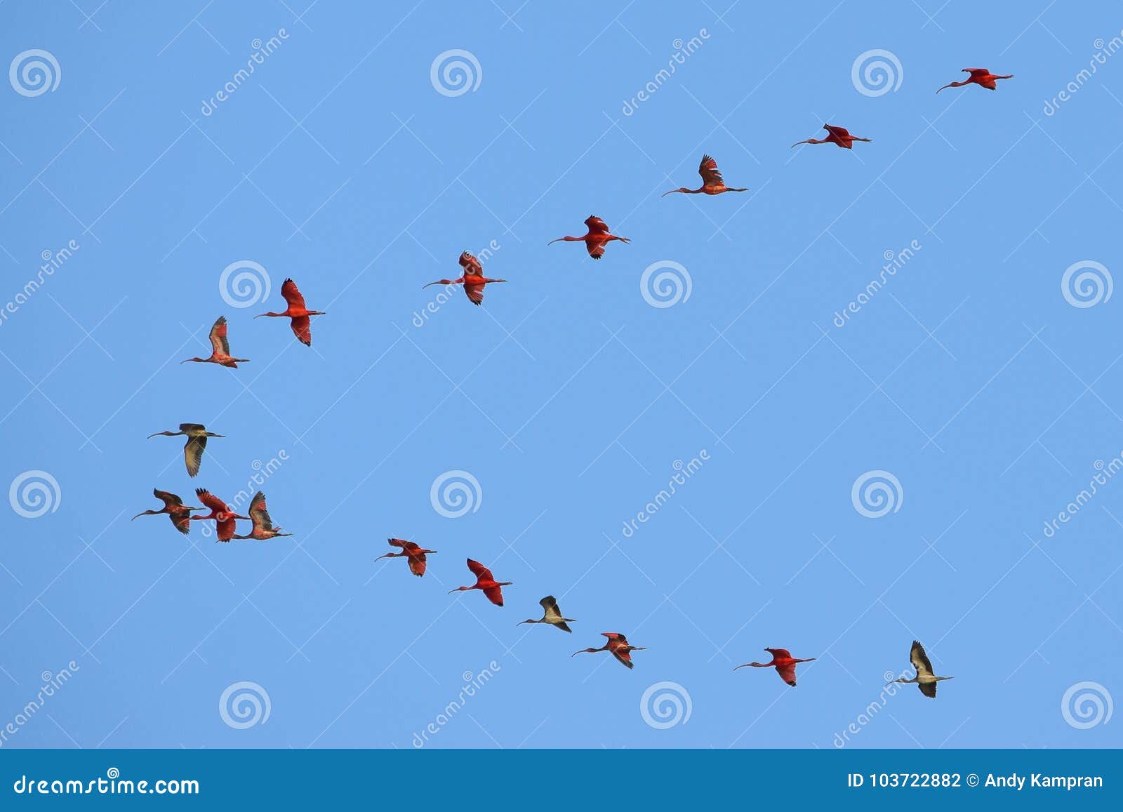 Birds stock photo. Image of formation, birds, nature - 103722882