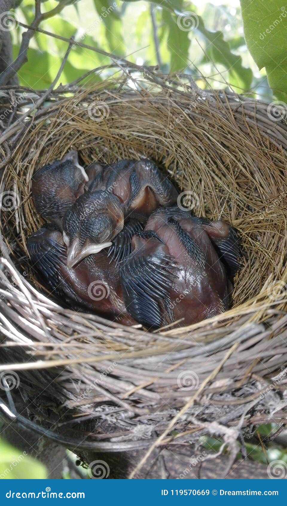 Birds stock image. Image of tree, save, birds, birth - 119570669