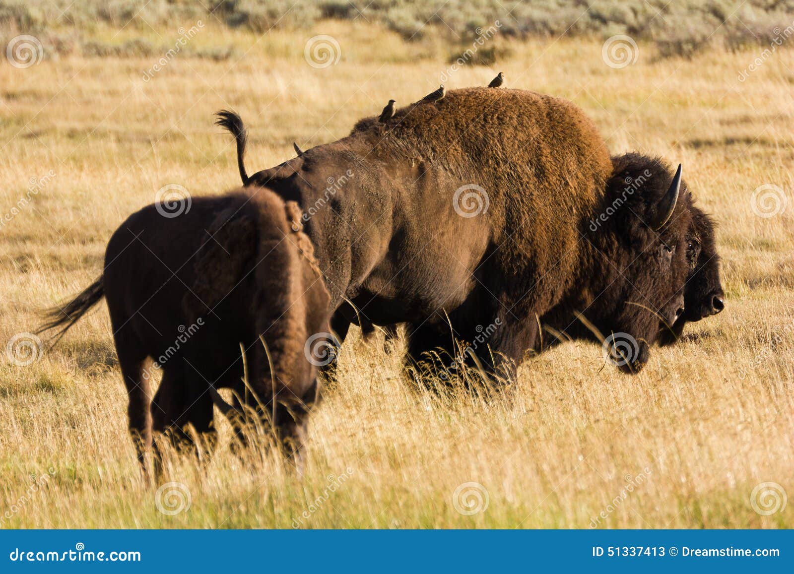 Birds and Bison stock image. Image of buffalo, meadow - 51337413