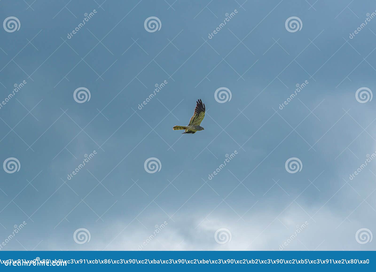 Birds in the Blue Sky, High Above the Ground Stock Photo - Image of ...