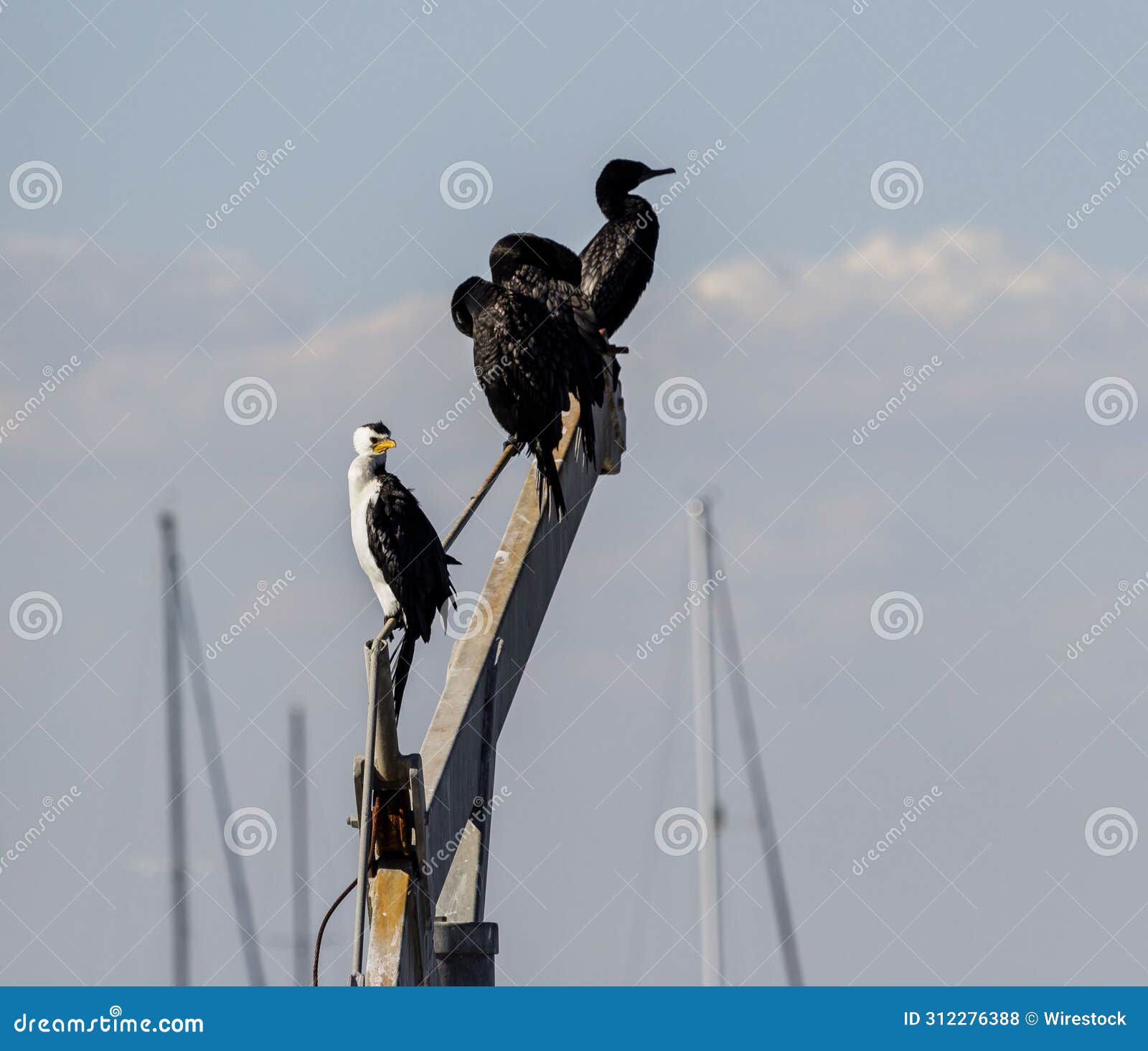 Birds on boat mast in lake stock photo. Image of soaring - 312276388