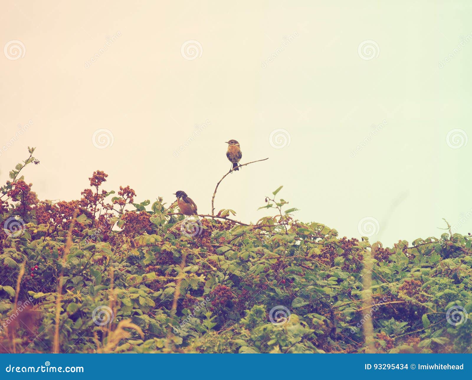 Birds in the brambles stock photo. Image of small, twigs - 93295434