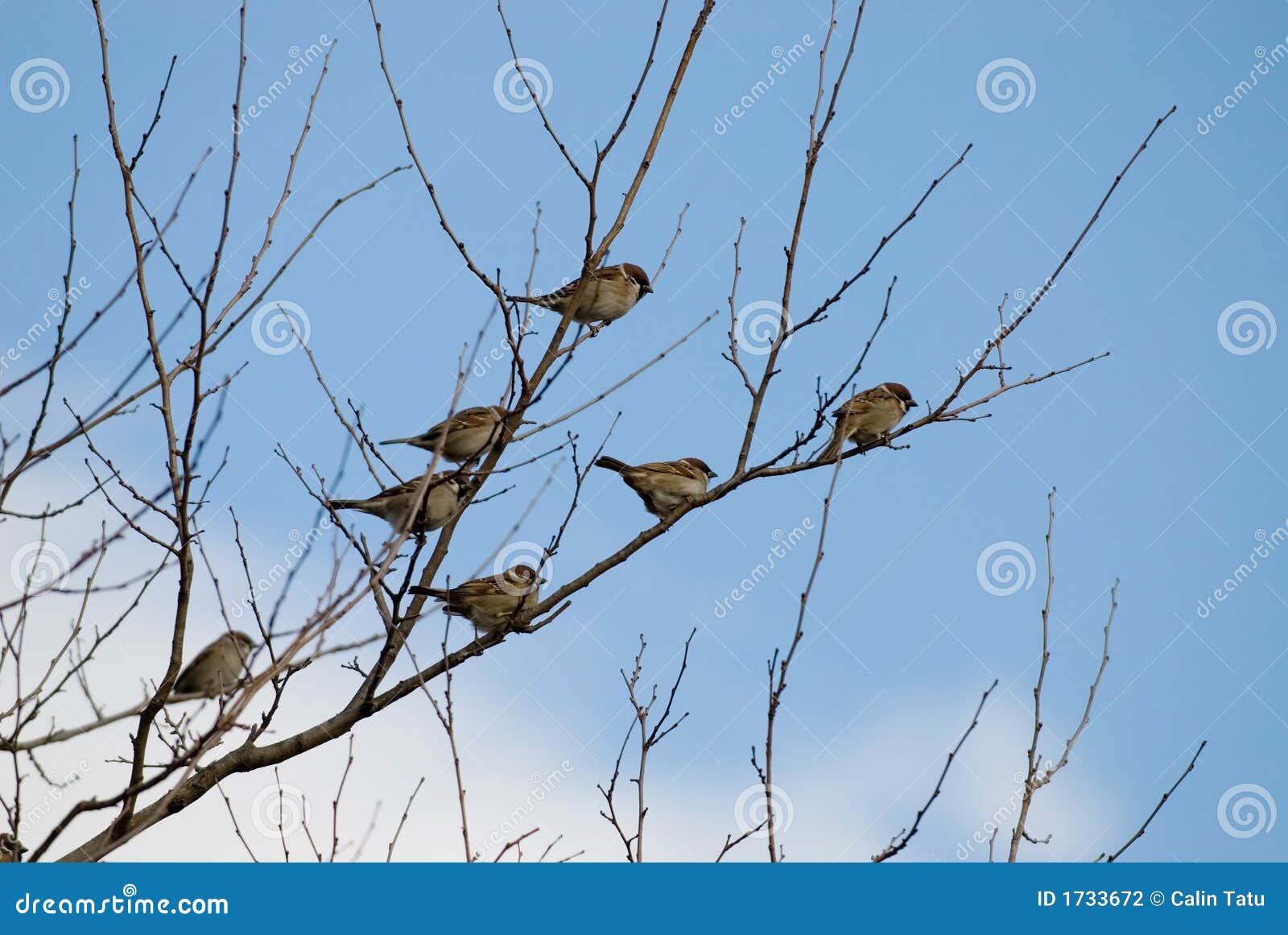 Birds on a branch stock photo. Image of outdoors, birds - 1733672