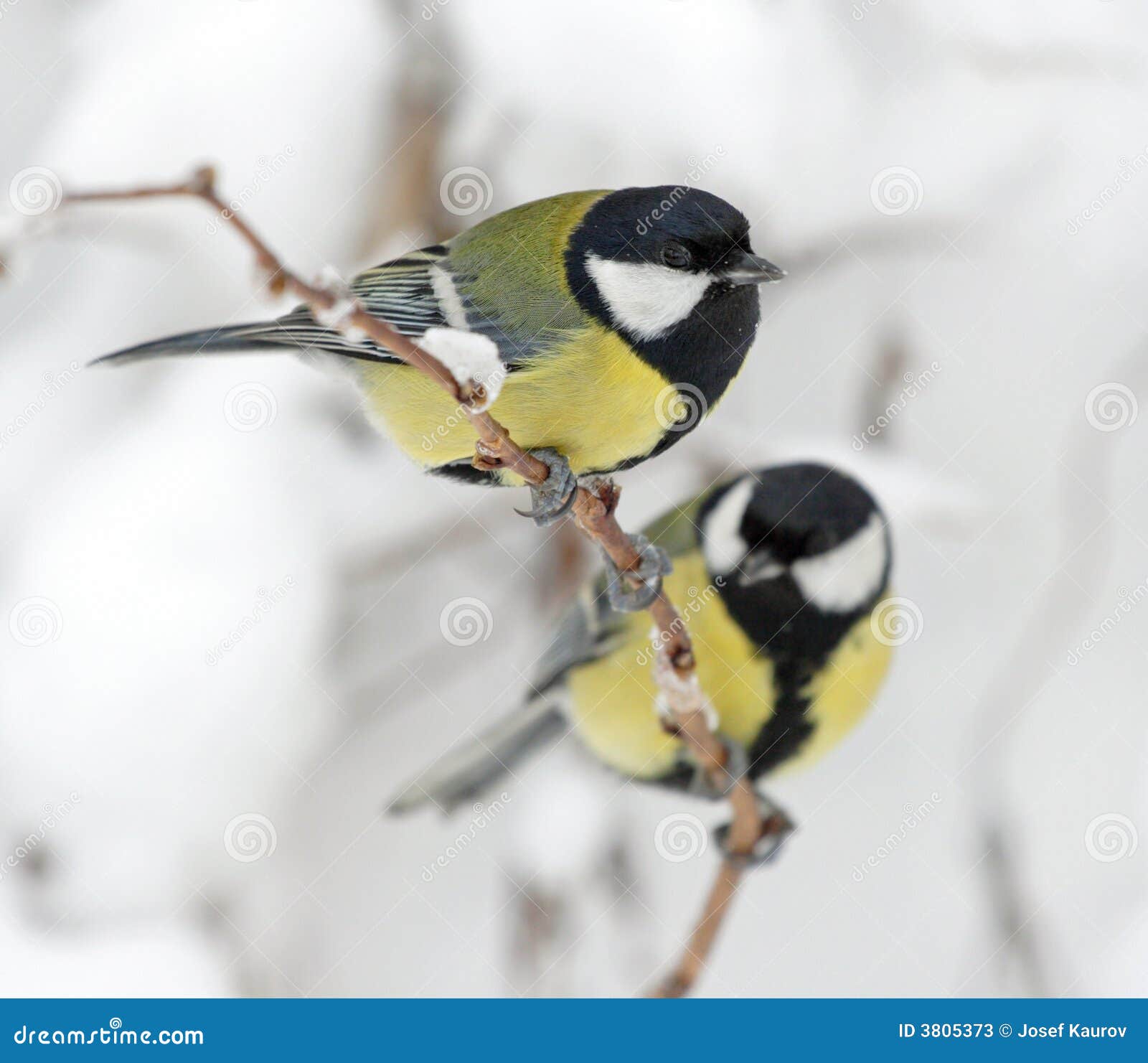Birds on a branch stock image. Image of together, yellow - 3805373