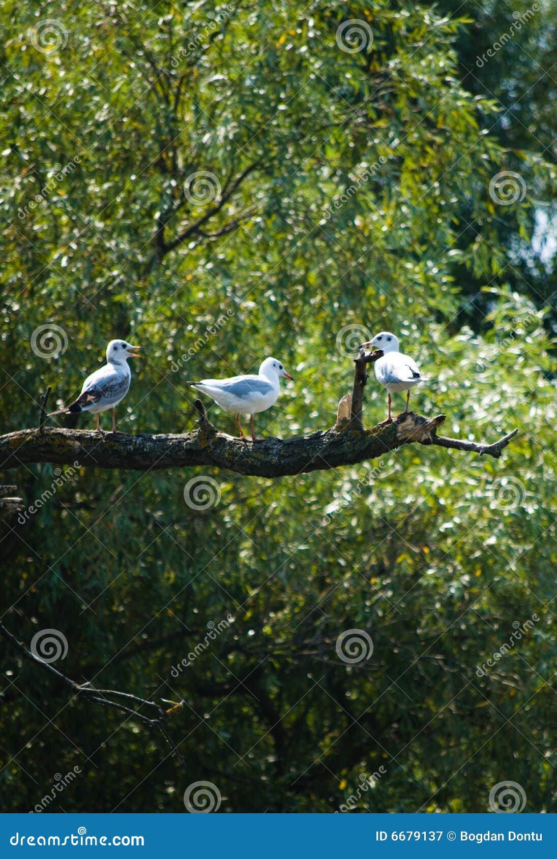 Birds on a branch stock image. Image of green, branch - 6679137