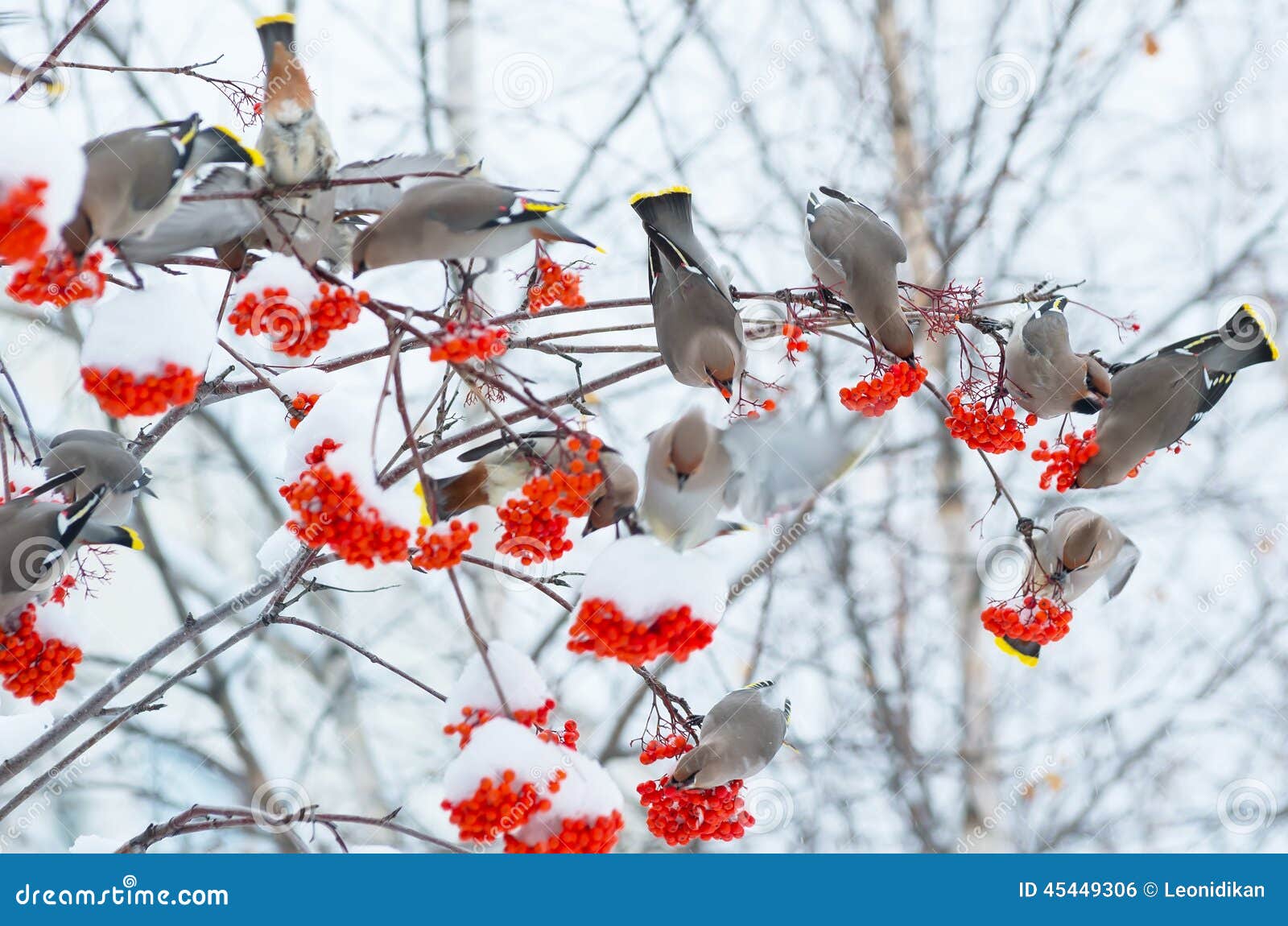 Birds on a branch of rowan stock photo. Image of bush - 45449306