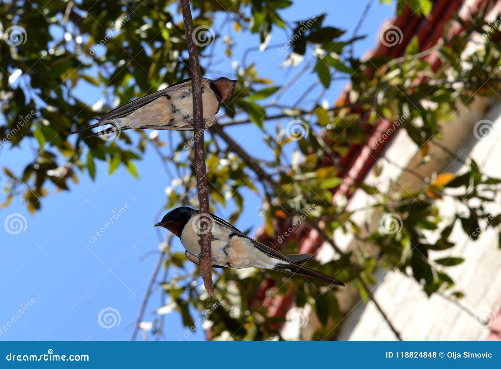 Birds on the branch stock photo. Image of animal, plant - 118824848