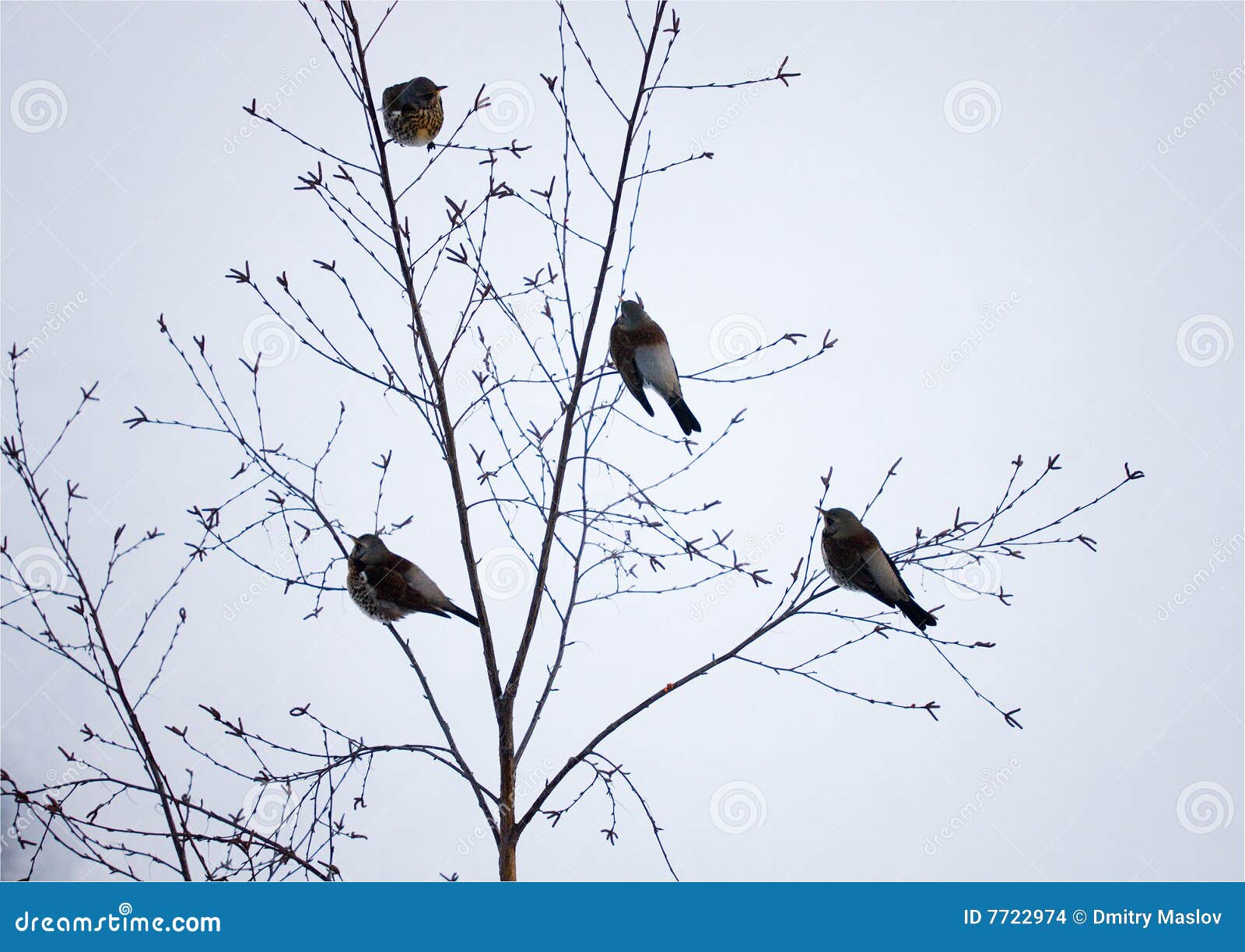 Birds on branches stock photo. Image of snow, sitting - 7722974
