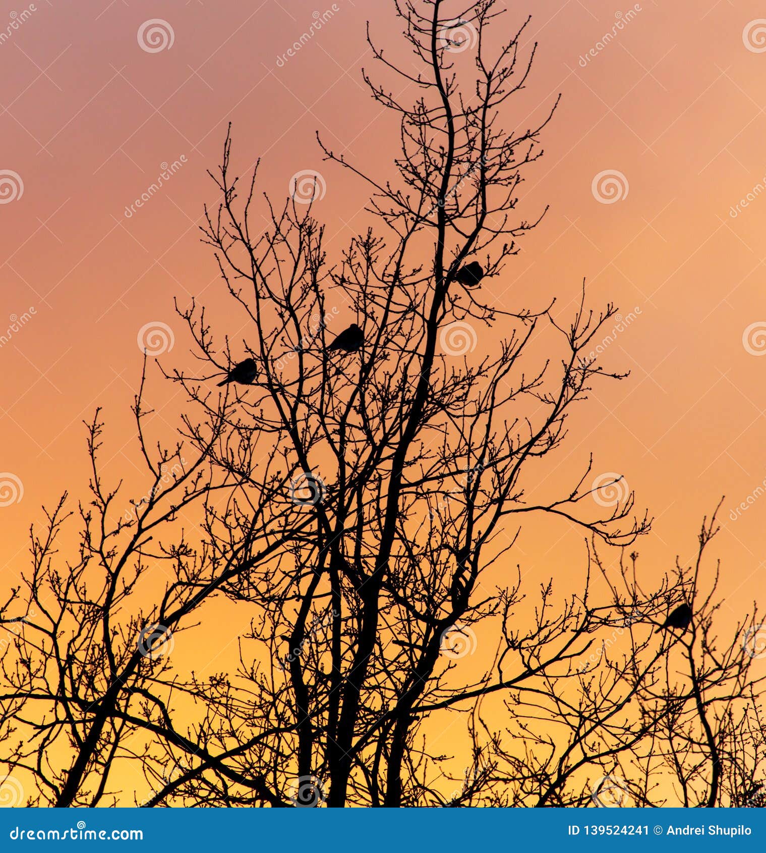 Birds on the Branches of a Tree Against the Sunset Stock Image - Image ...