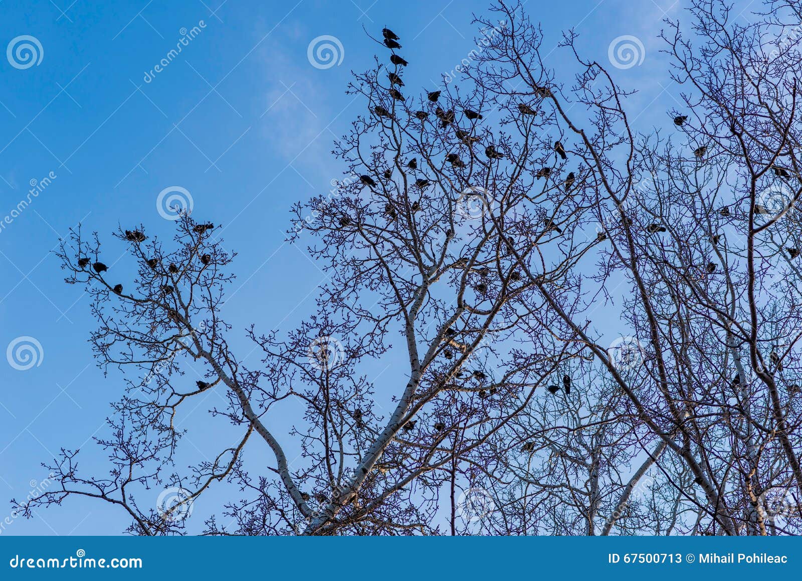 Birds on Branches Under Blue Sky. Stock Image - Image of crow, figure ...