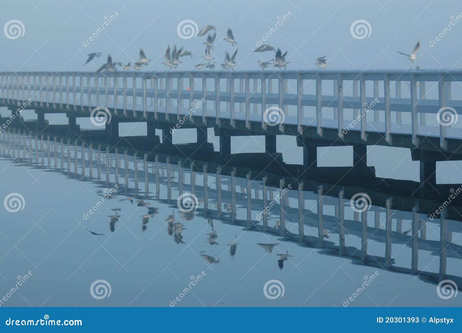 Birds and bridge stock image. Image of sunny, bridge - 20301393