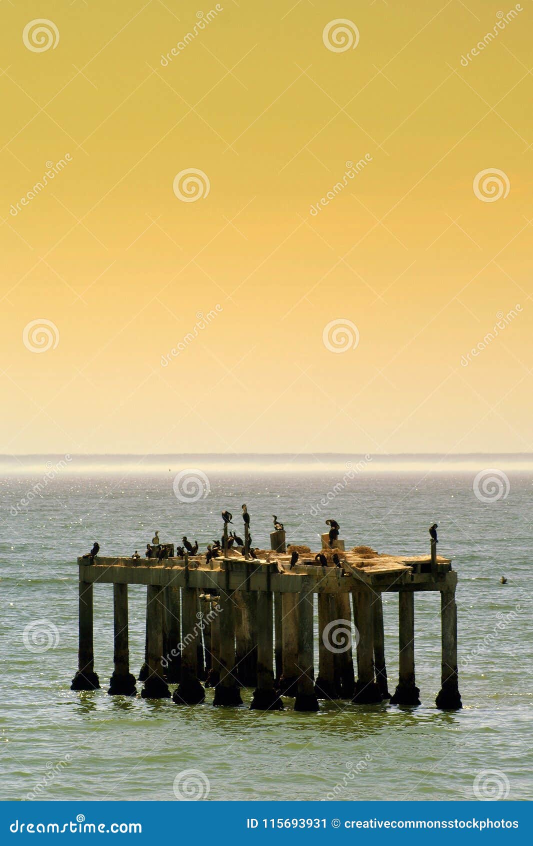 Birds On Brown Wooden Dock Picture. Image: 115693931