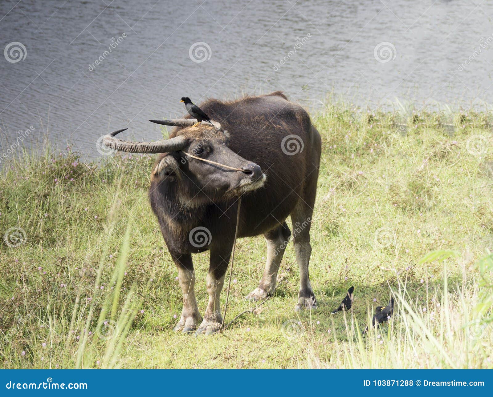The birds and the buffalo stock photo. Image of lifestyle - 103871288