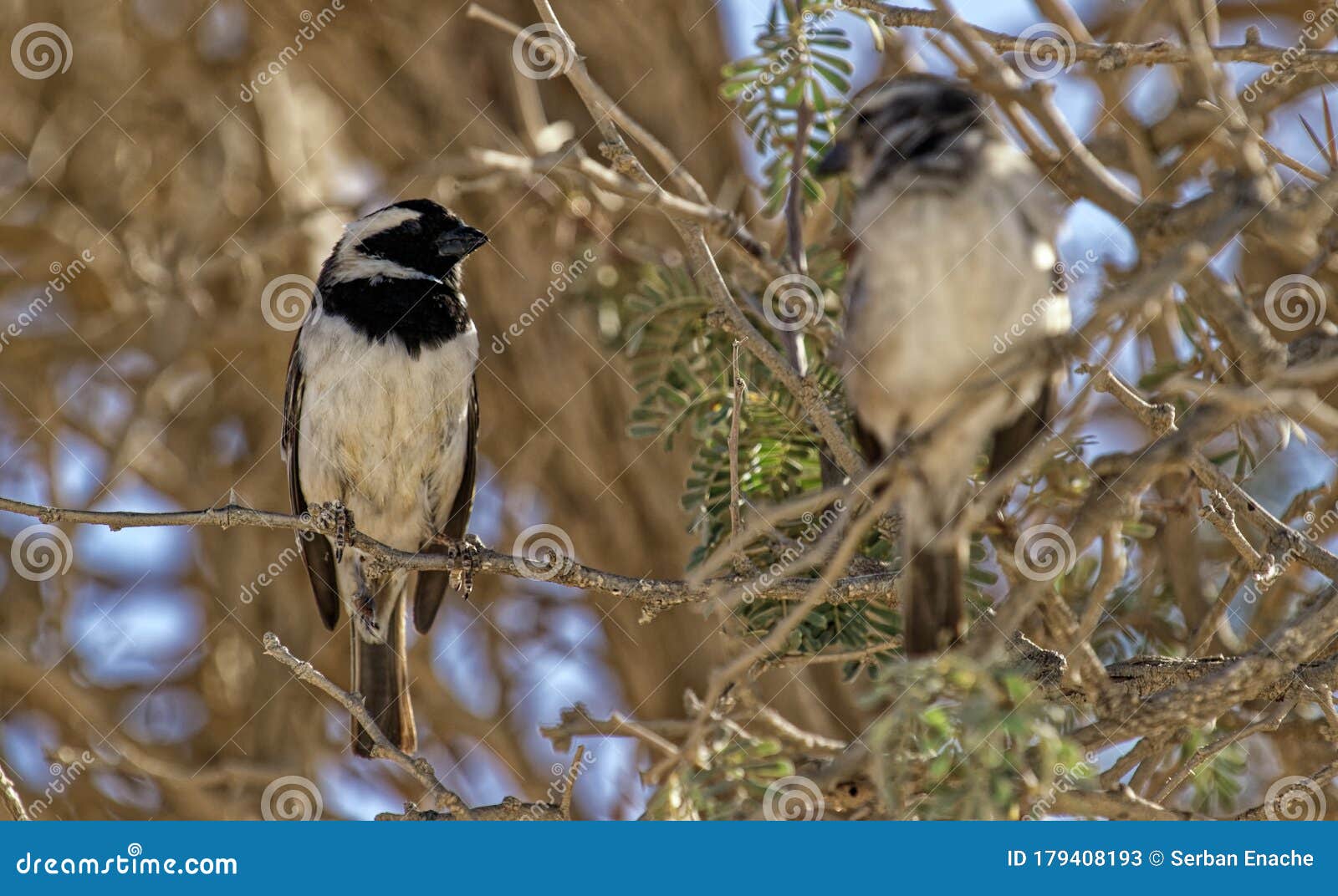 Birds in bush stock image. Image of bird, flora, birch - 179408193