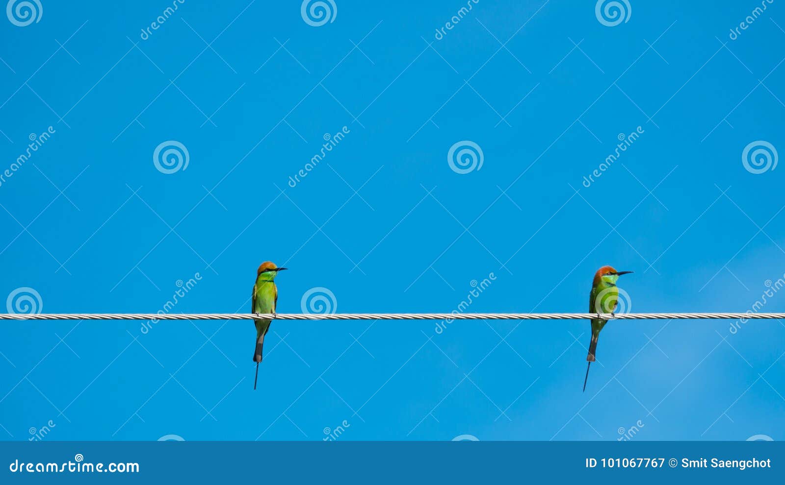 Birds on cable. stock image. Image of barb, bluebird - 101067767