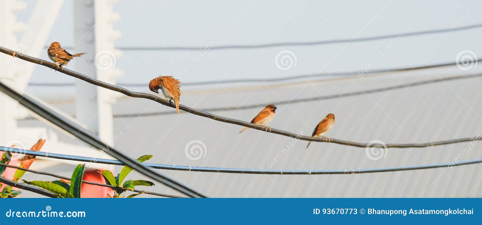 Birds on the cable wire stock image. Image of city, business - 93670773