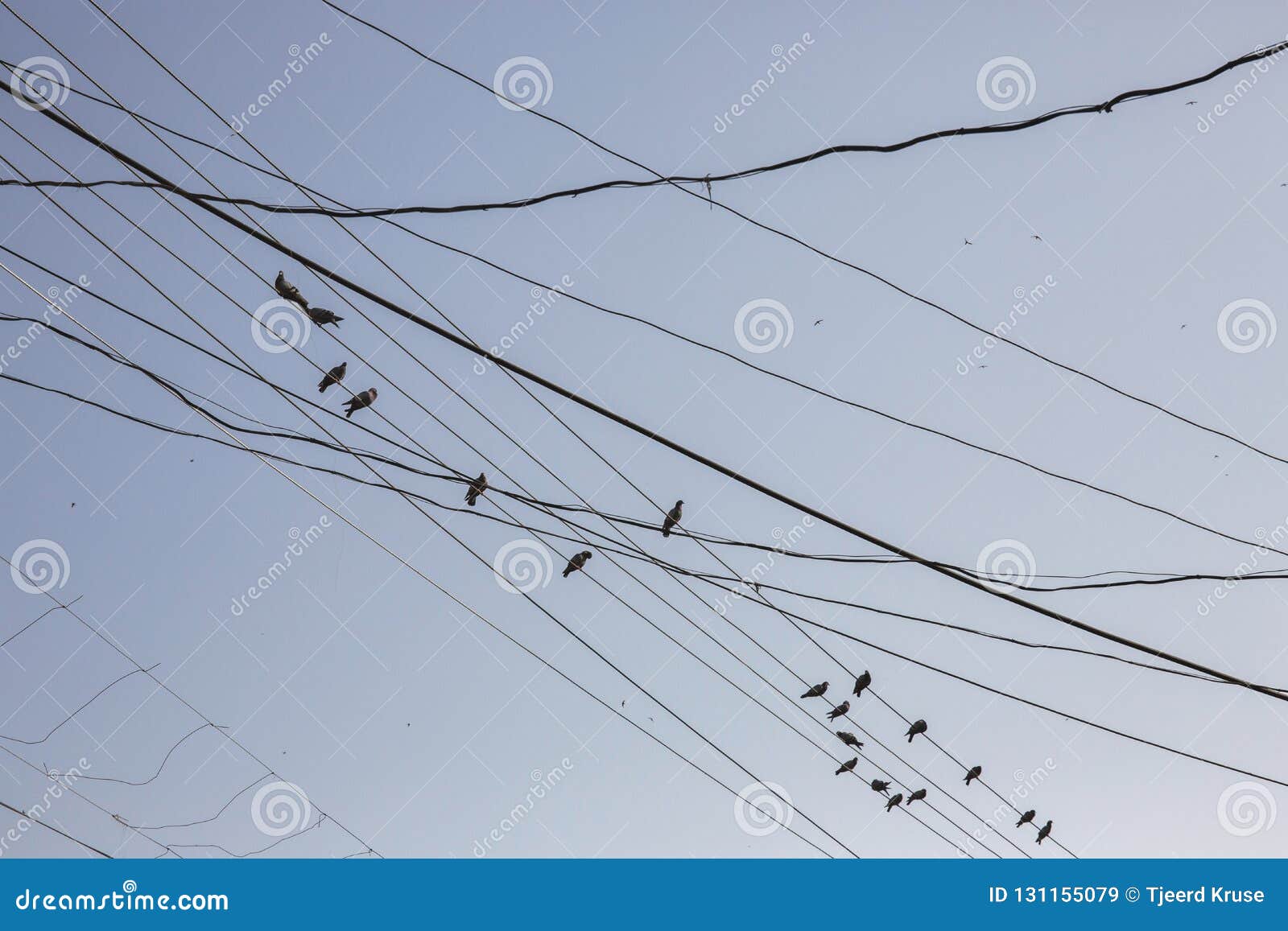 Birds on Cables and Wires on Electric Pole, Messy Wires Attached Stock ...