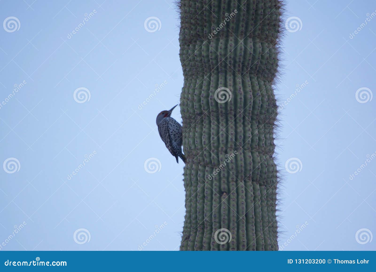 Birds on a cactus stock photo. Image of sitting, post - 131203200