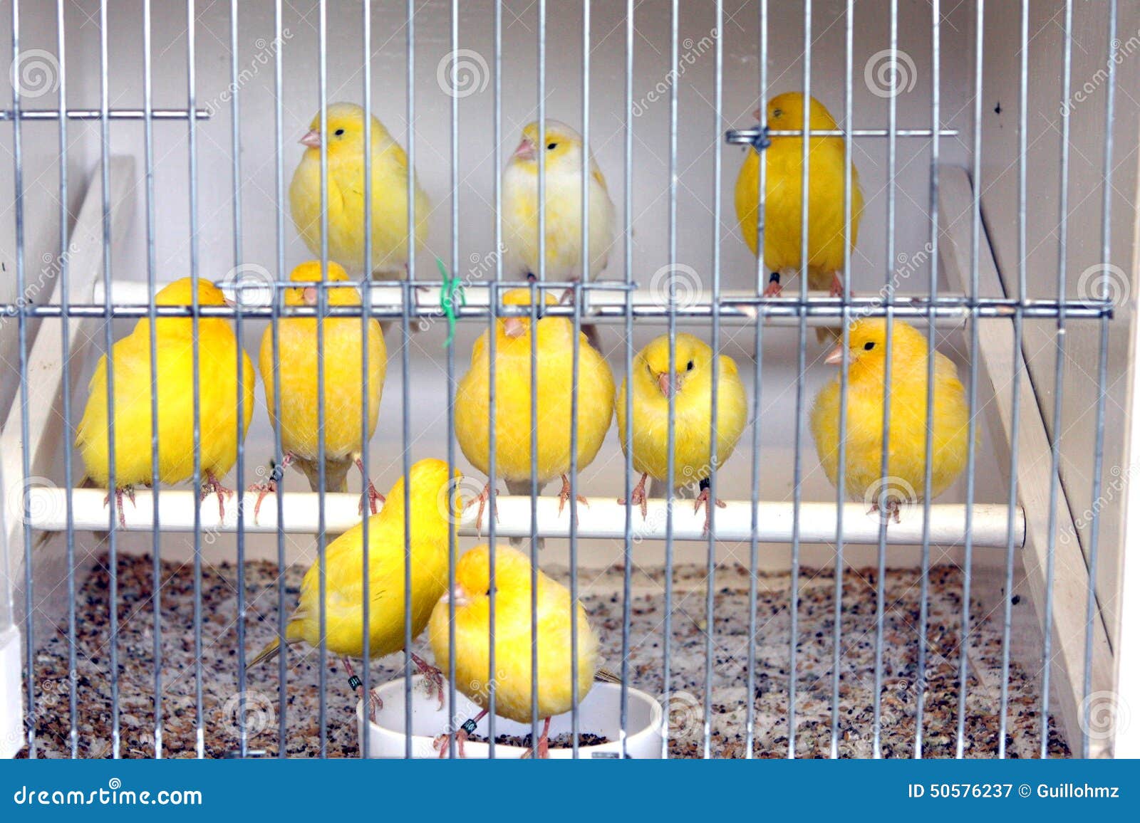 Birds in cage stock image. Image of canary, jail, wing - 50576237