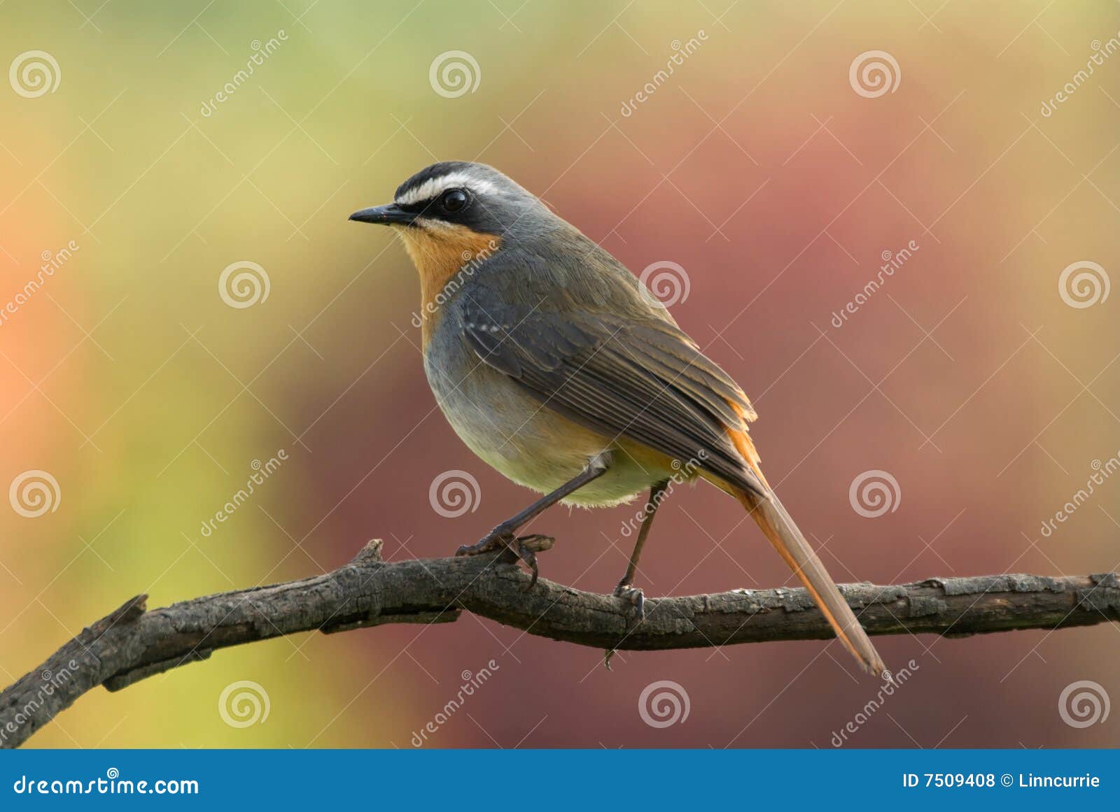Birds Cape Robin Chat stock photo. Image of birdie, bird - 7509408