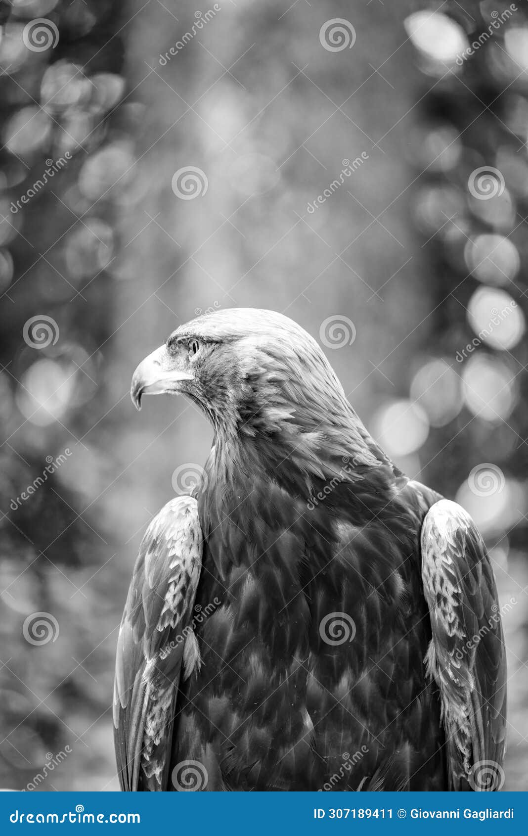Birds in Captivity in Vancouver Island Stock Image - Image of canada ...
