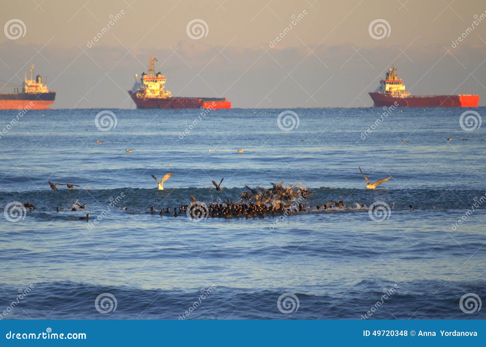 Birds Flock and Cargo Ships Raid Stock Photo - Image of flock, europe ...