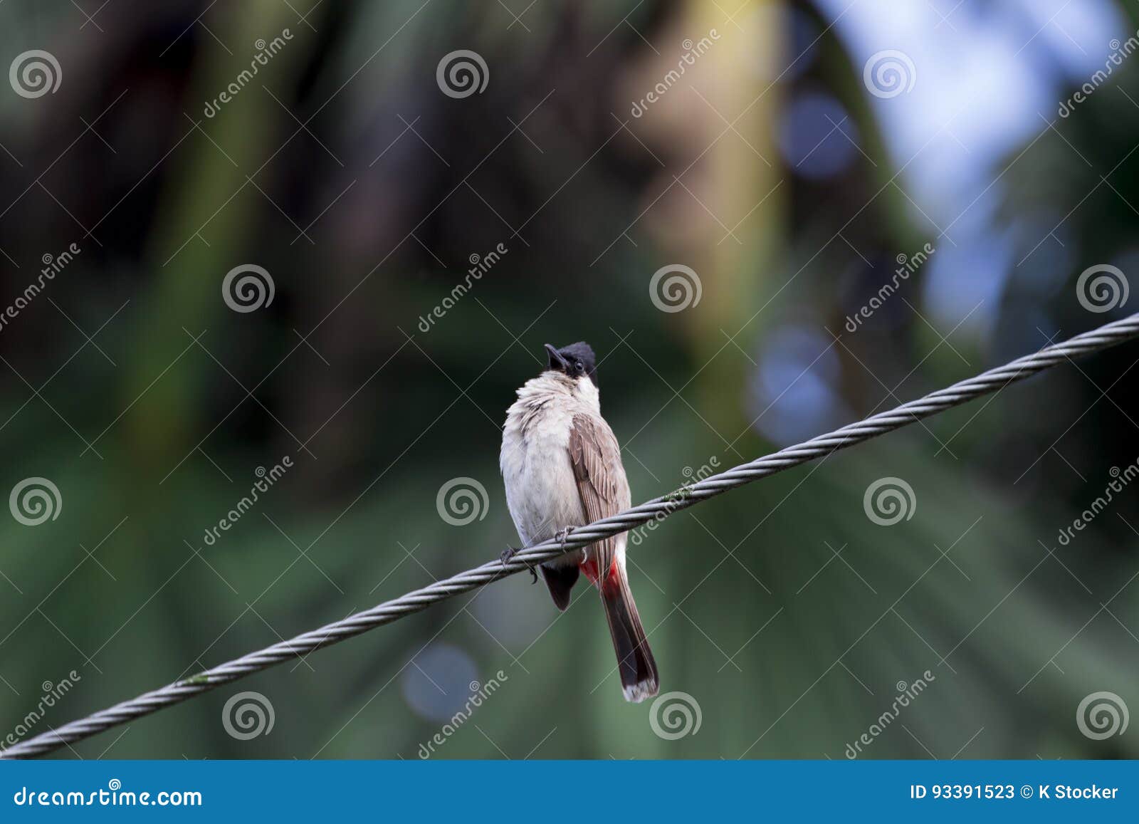 Birds Catch on Trees, Nature Sounds , Buibui. Stock Image - Image of ...