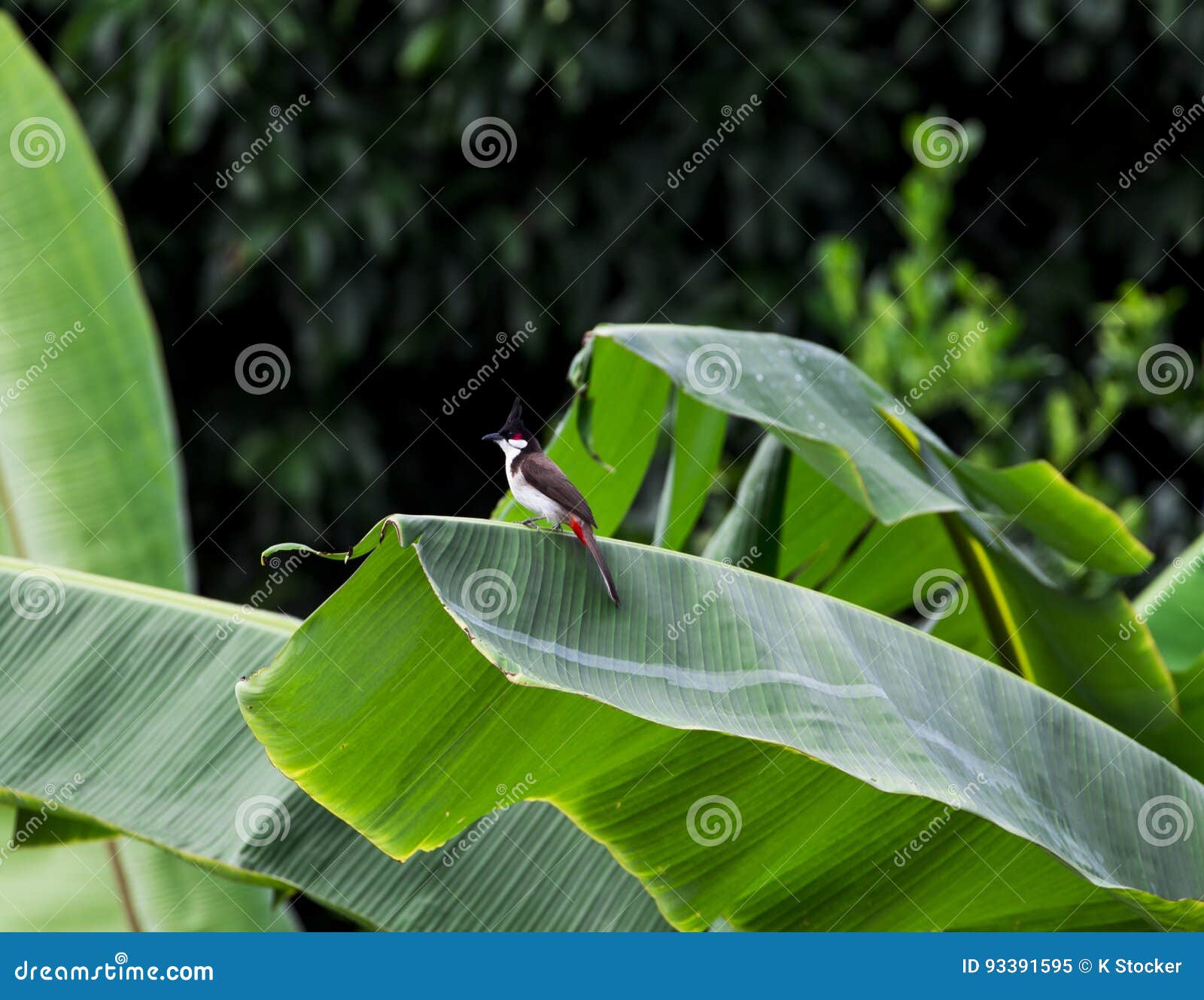 Birds Catch on Trees, Nature Sounds , Buibui. Stock Image - Image of ...