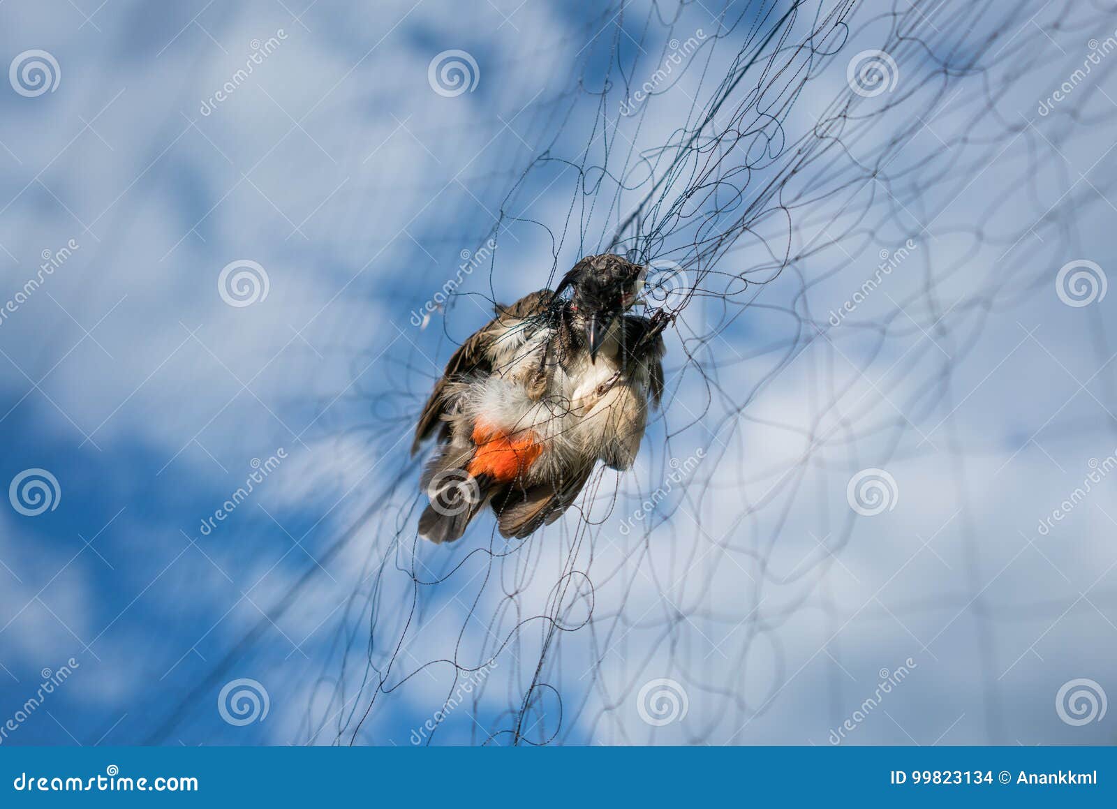 Birds caught in the net stock photo. Image of netting - 99823134