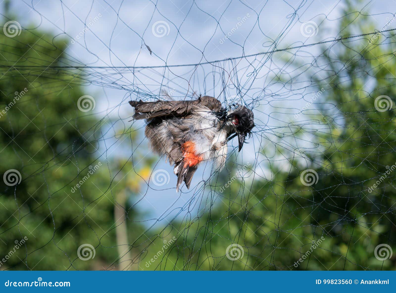 Birds caught in the net stock photo. Image of black, netting - 99823560