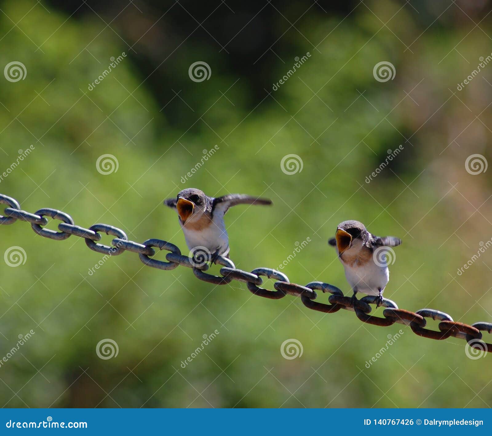 Birds on a chain stock photo. Image of chirping, open - 140767426