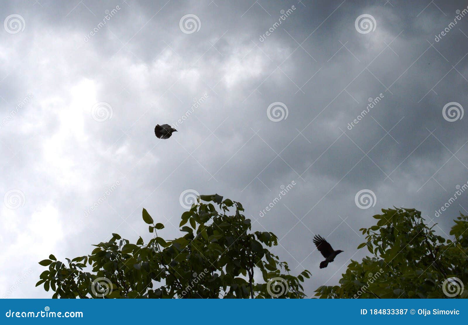 Birds Chasing Each Other in Flight Stock Image - Image of chasing ...