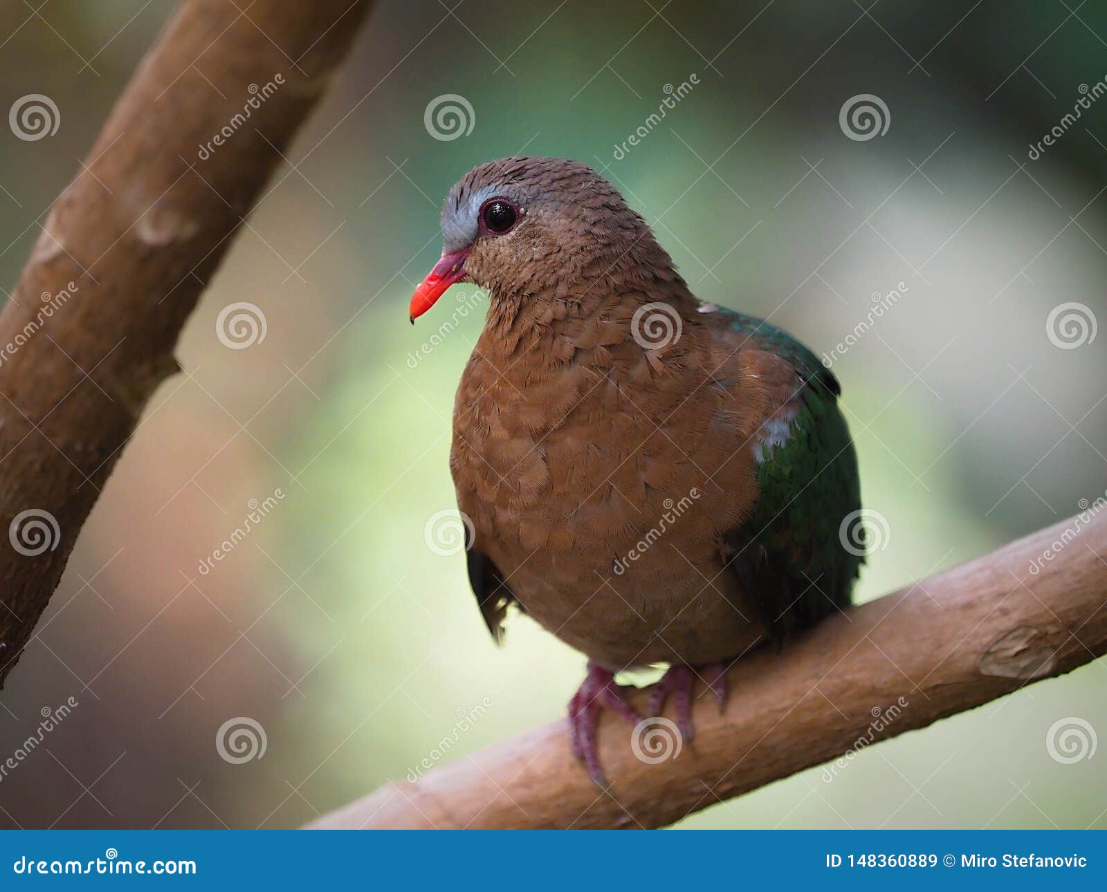 Birds in Chester stock image. Image of beautiful, chester - 148360889