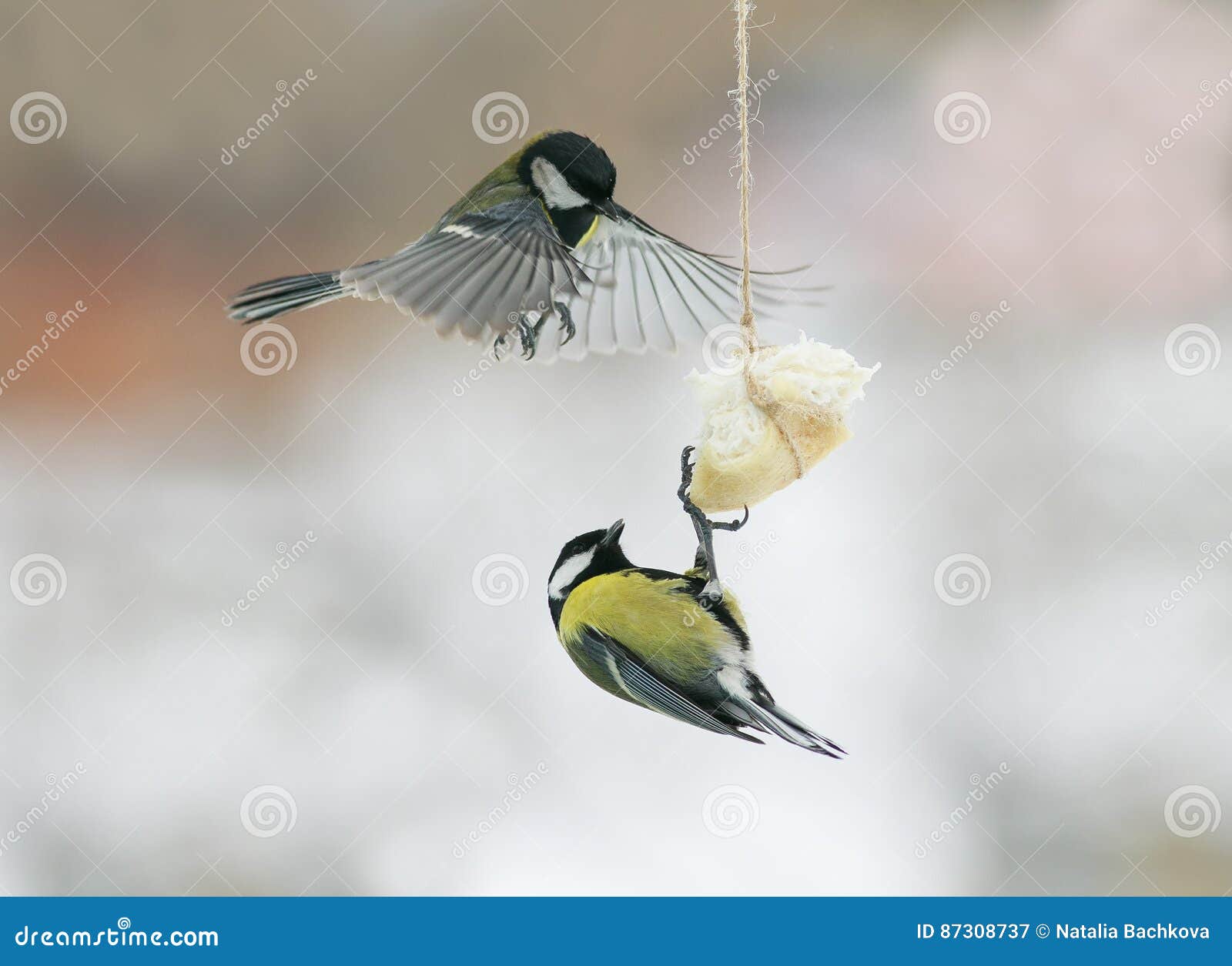 Chickadees Eating Fat And Seeds From A Garden Bird Feeder Royalty-Free ...