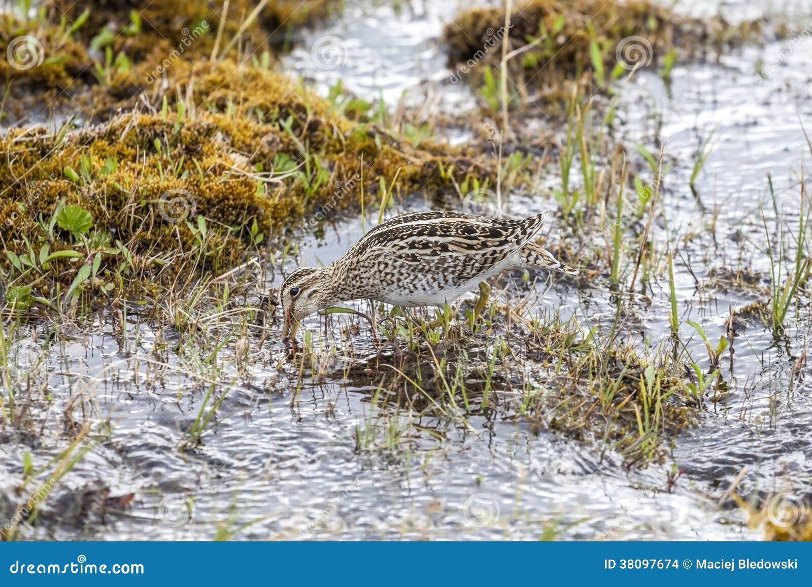 Birds of Chile. stock photo. Image of greater, plume - 38097674