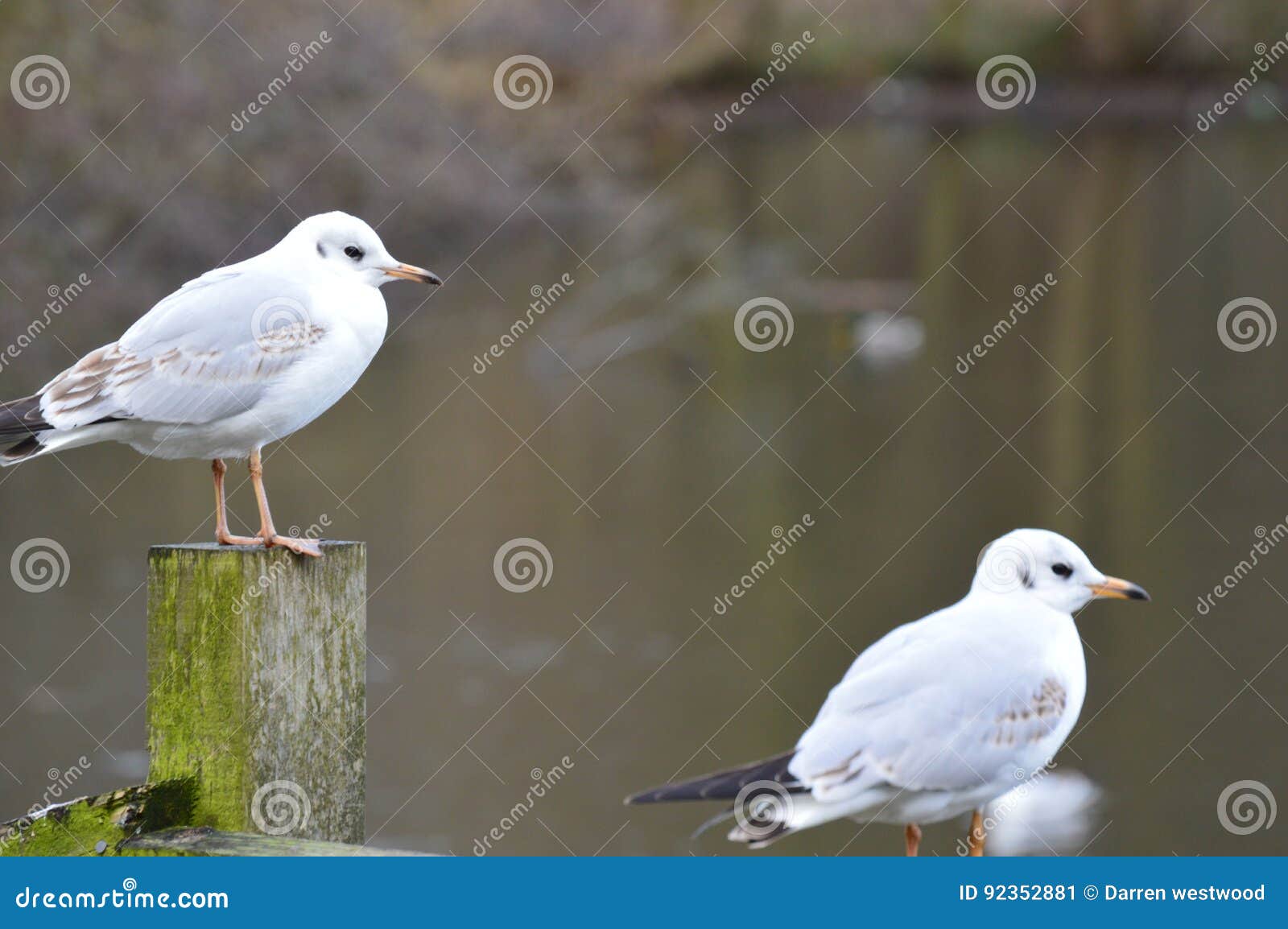 Birds Chilling on the River Bank Stock Image - Image of taking, blue ...