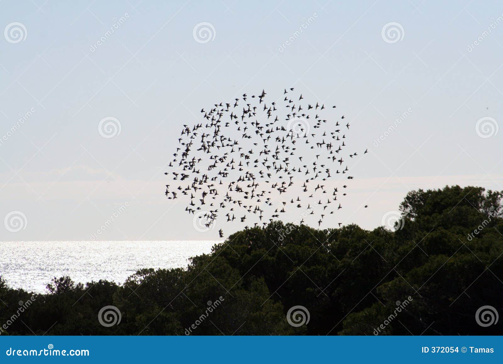 Birds in circle stock photo. Image of trip, travelling - 372054