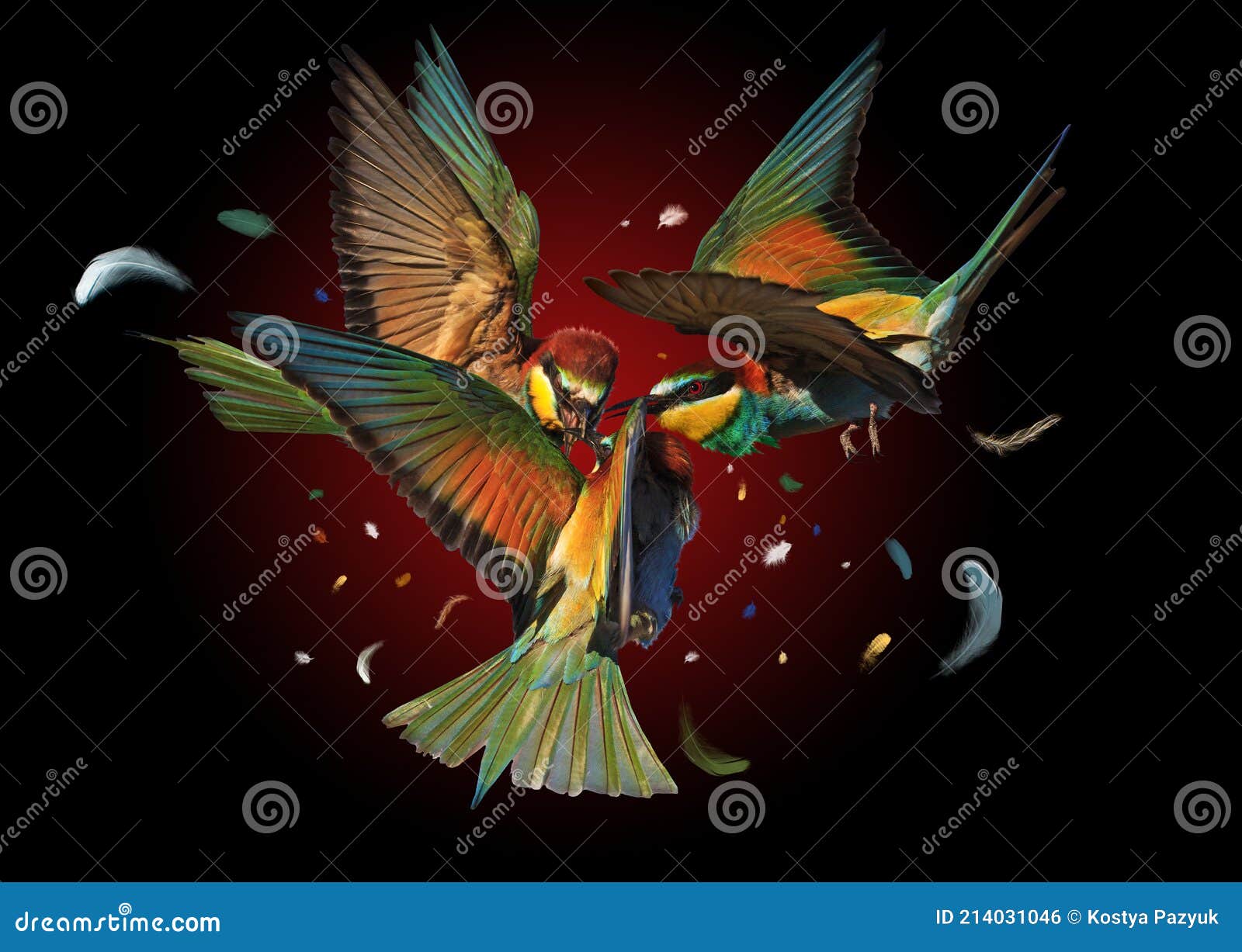Birds in a Circle and Feathers Flying Around Stock Photo - Image of ...