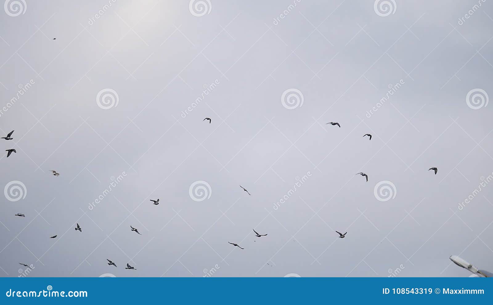 Birds Circling in the Sky, a Flock of Crows Stock Video - Video of ...