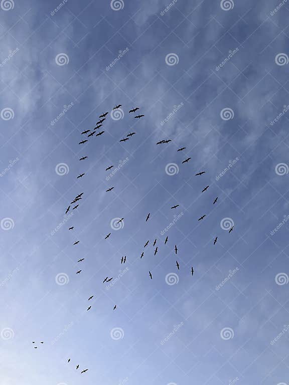 Birds in a Circular Formation in a Clear Blue Sky, Stock Image - Image ...
