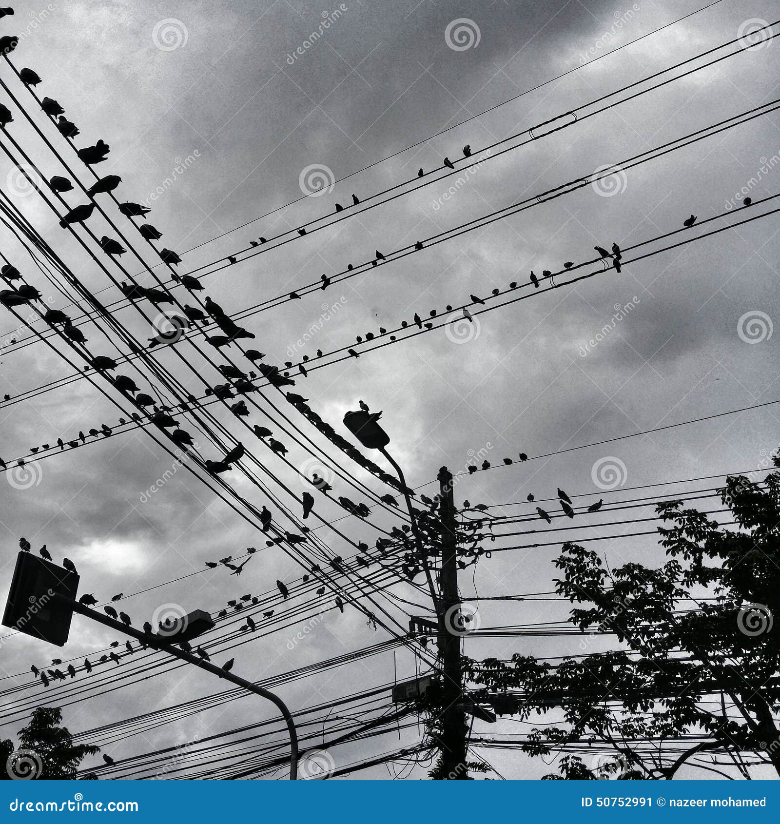 Birds in city stock image. Image of cable, city, birds - 50752991