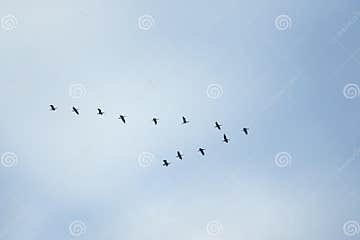 Birds in classic stock photo. Image of duck, overhead - 2333262