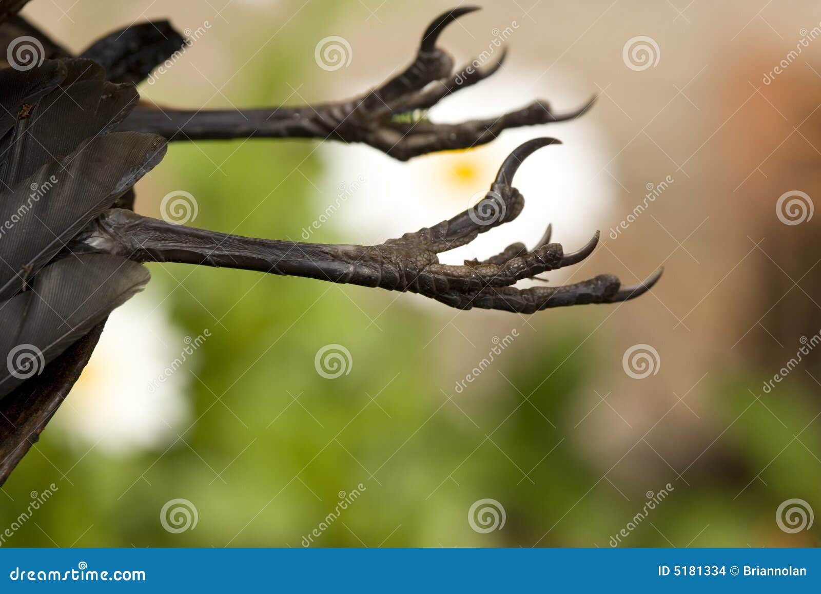 Birds claws stock photo. Image of claw, sharp, animal - 5181334