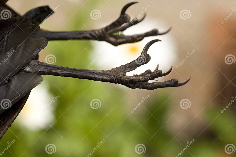 Birds claws stock photo. Image of claw, sharp, animal - 5181334