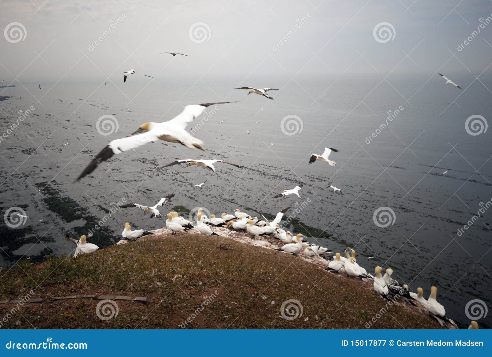 Birds cliff corner stock image. Image of bassanus, water - 15017877
