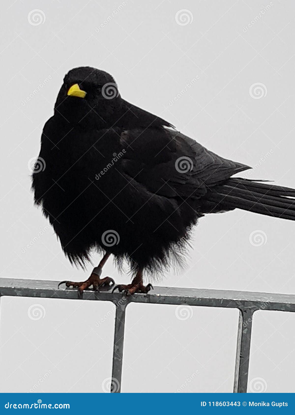 Birds stock image. Image of degrees, bird, birds, view - 118603443