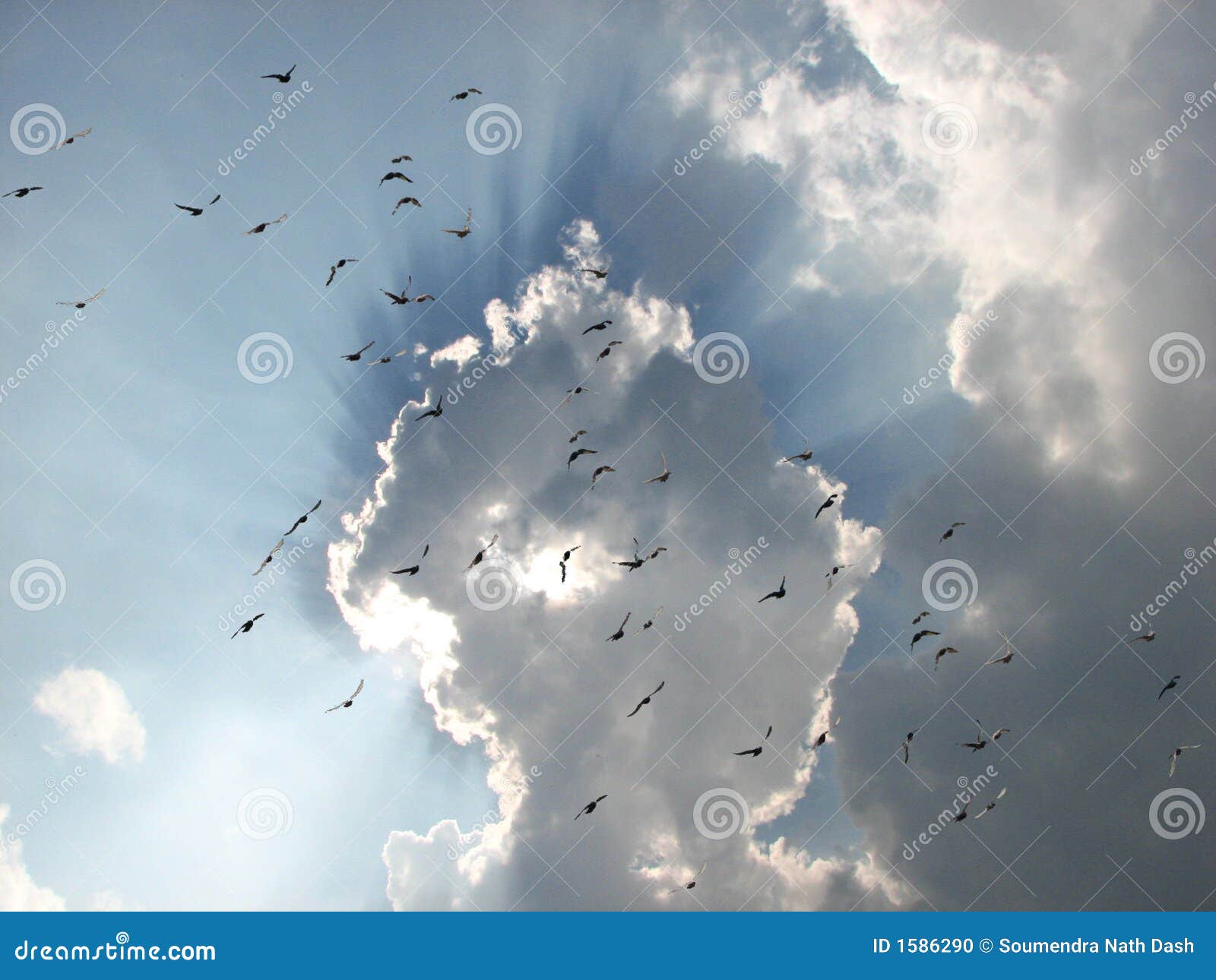 Birds and clouds in sky stock photo. Image of animal, birds - 1586290