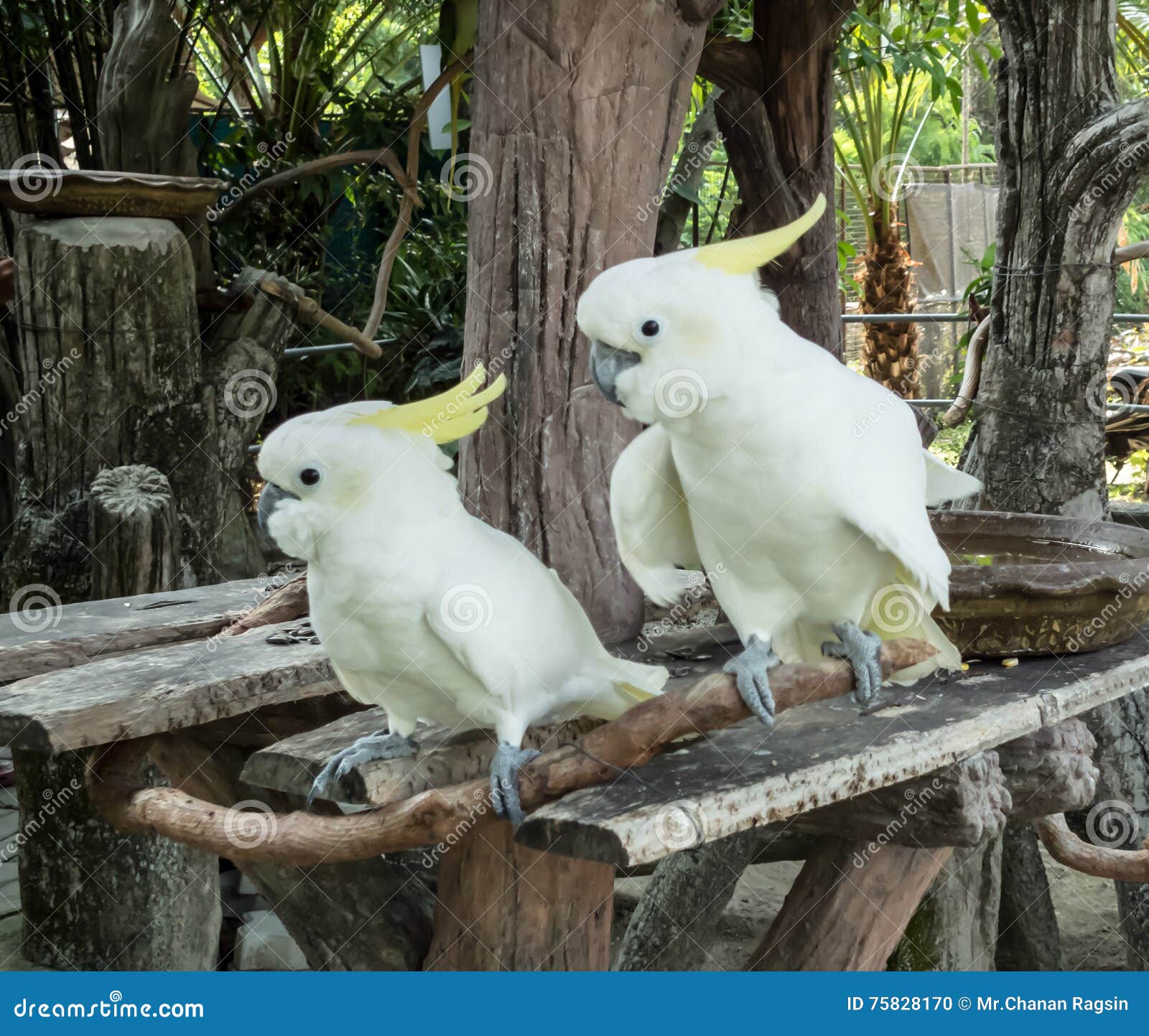 Cockatoo duo stock photo. Image of canny, cannybirds - 75828170